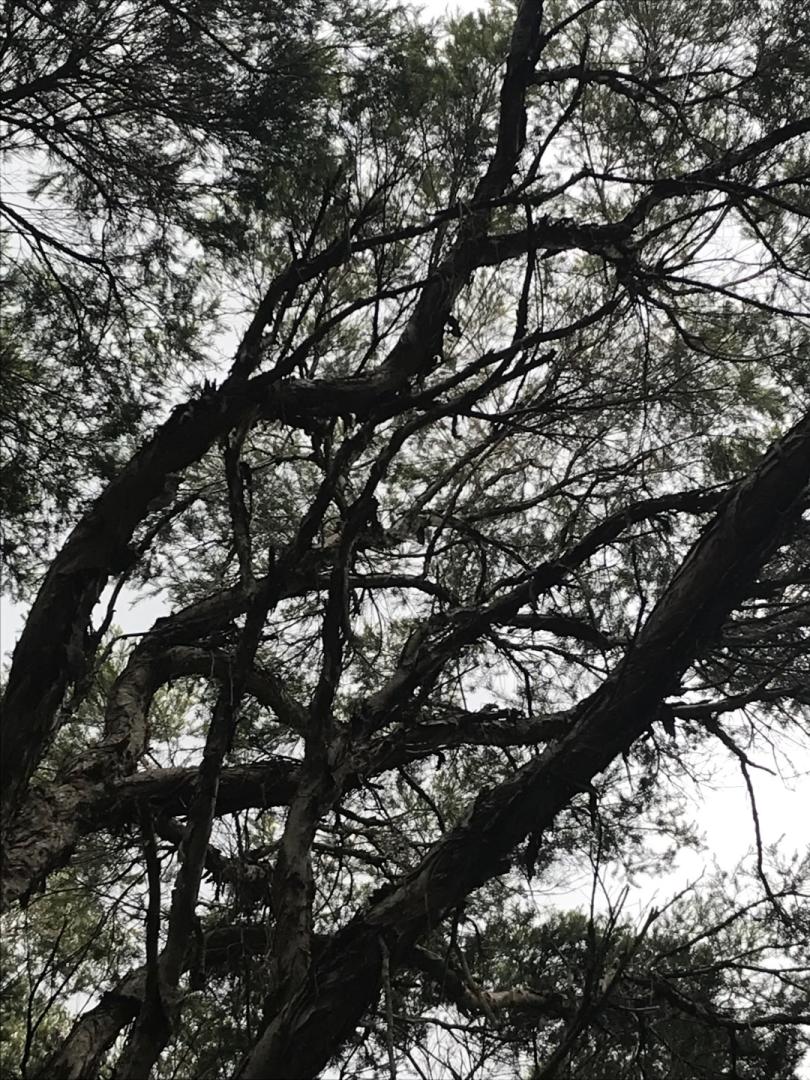 Melaleuca ericifloia swamp paperbark - TROPICAL LOOKING PLANTS - Other ...