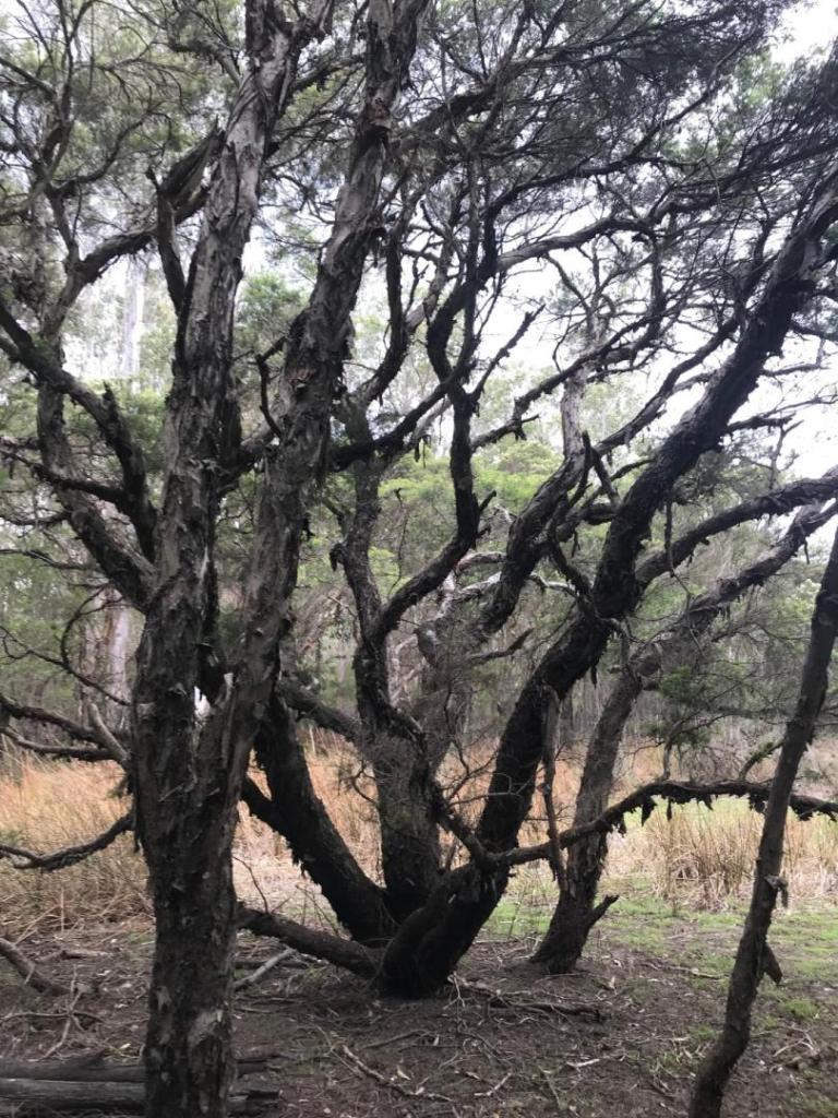 Melaleuca ericifloia swamp paperbark - TROPICAL LOOKING PLANTS - Other ...