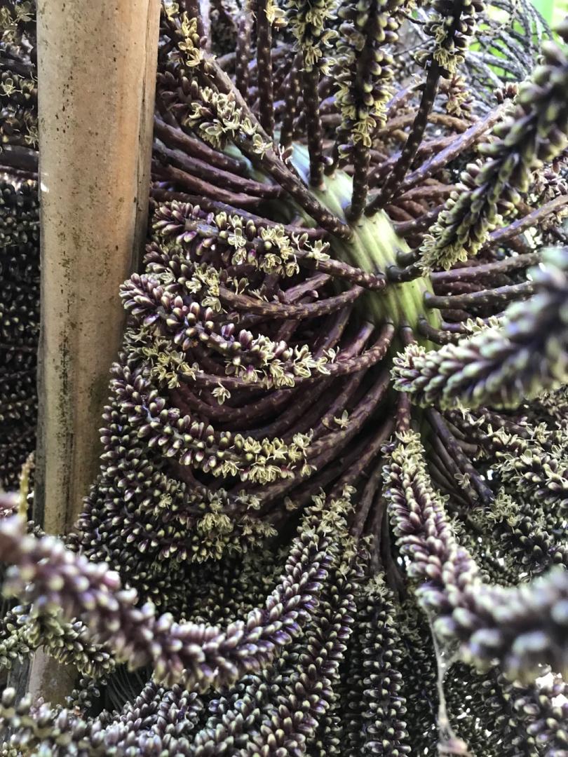 Wallichia disticha flowers up close - DISCUSSING PALM TREES WORLDWIDE ...