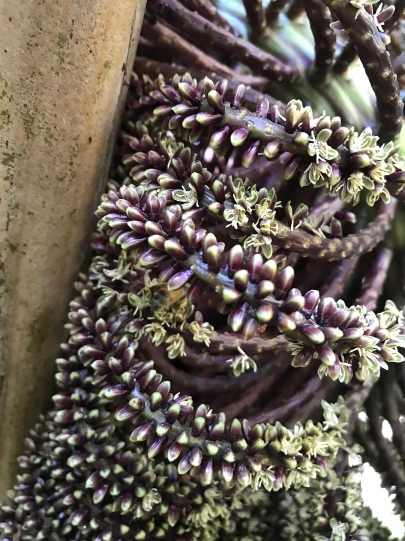Wallichia disticha flowers up close - DISCUSSING PALM TREES WORLDWIDE ...