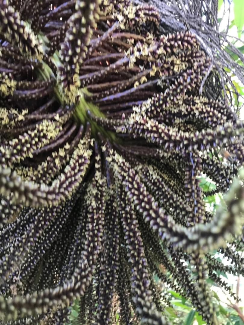 Wallichia disticha flowers up close - DISCUSSING PALM TREES WORLDWIDE ...