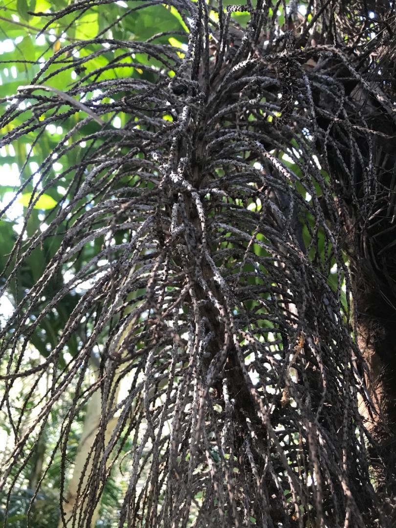 Wallichia disticha flowers up close - DISCUSSING PALM TREES WORLDWIDE ...