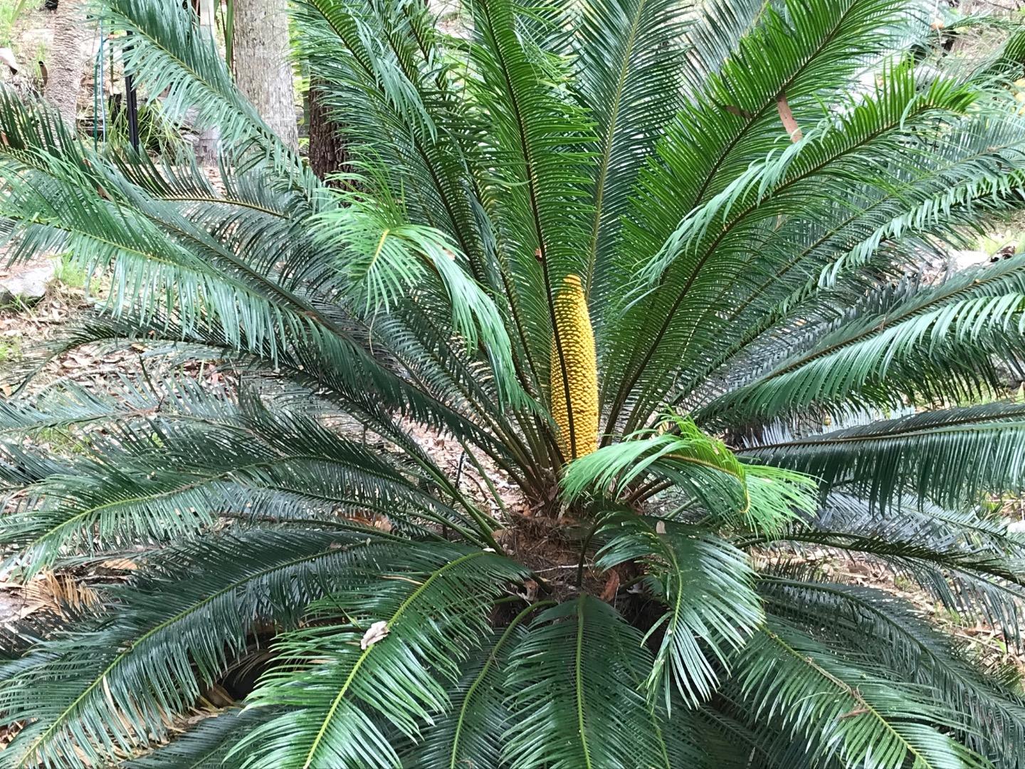 Australian native bees and cycads - TROPICAL LOOKING PLANTS - Other ...