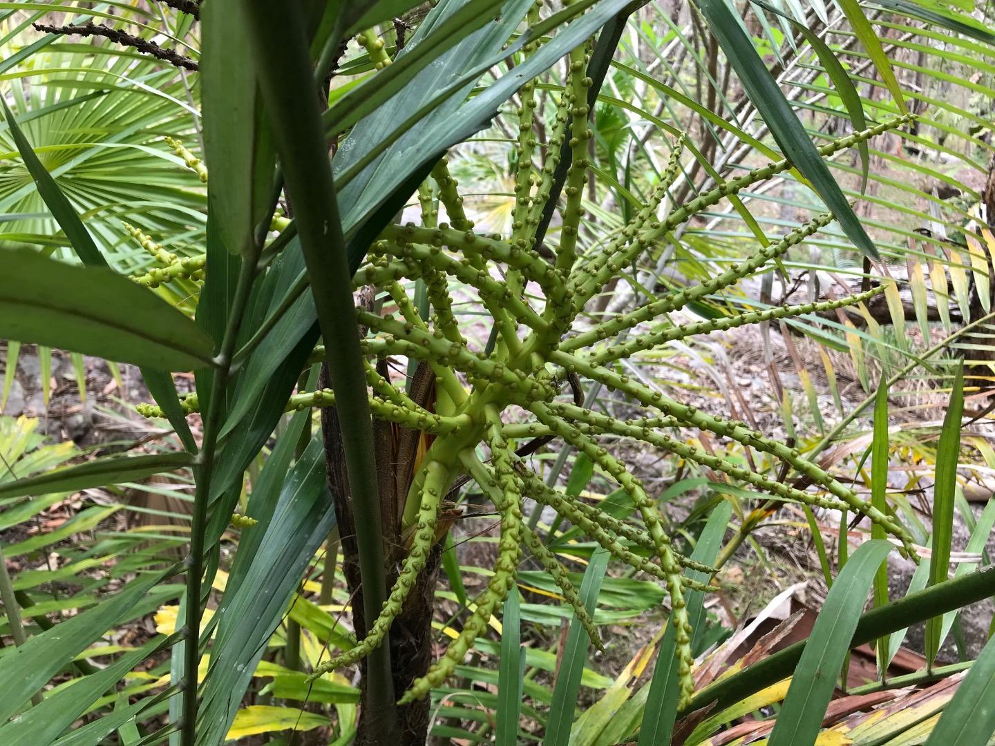 Arenga engleri flowering - DISCUSSING PALM TREES WORLDWIDE - PalmTalk