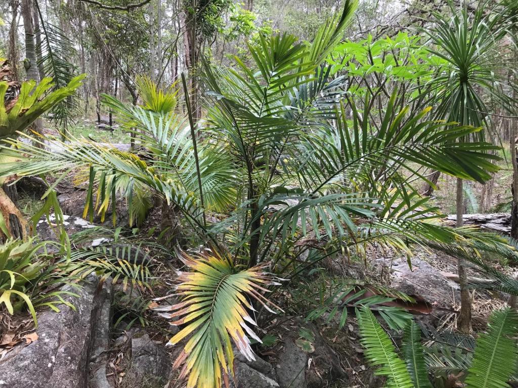 Arenga engleri flowering - DISCUSSING PALM TREES WORLDWIDE - PalmTalk