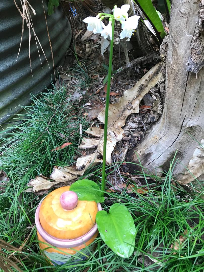 Proiphys cunninghamii Brisbane lily - TROPICAL LOOKING PLANTS - Other ...