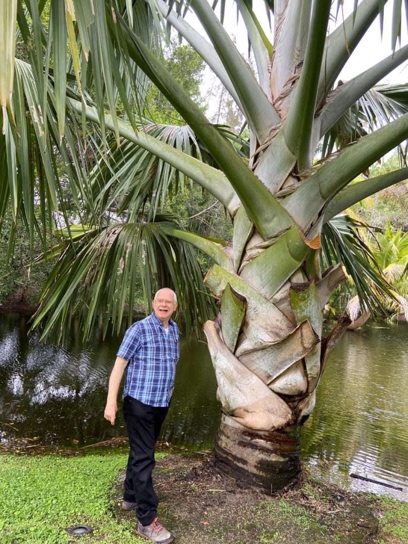 Tahina spectabilis dig . - Page 3 - DISCUSSING PALM TREES WORLDWIDE ...