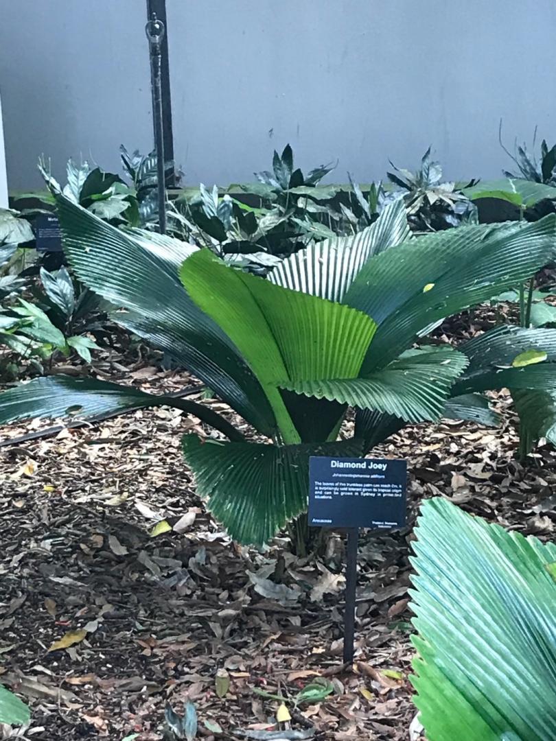 Palms in Sydney botanical gardens - DISCUSSING PALM TREES WORLDWIDE ...