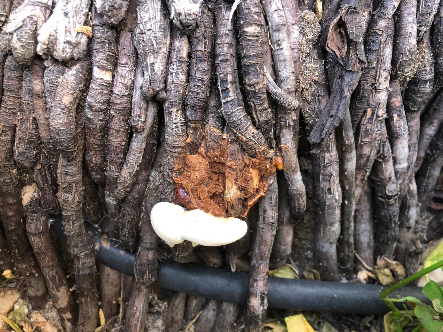 Foxtail with fungal issue. Ganoderma or bad hygiene related rot ...