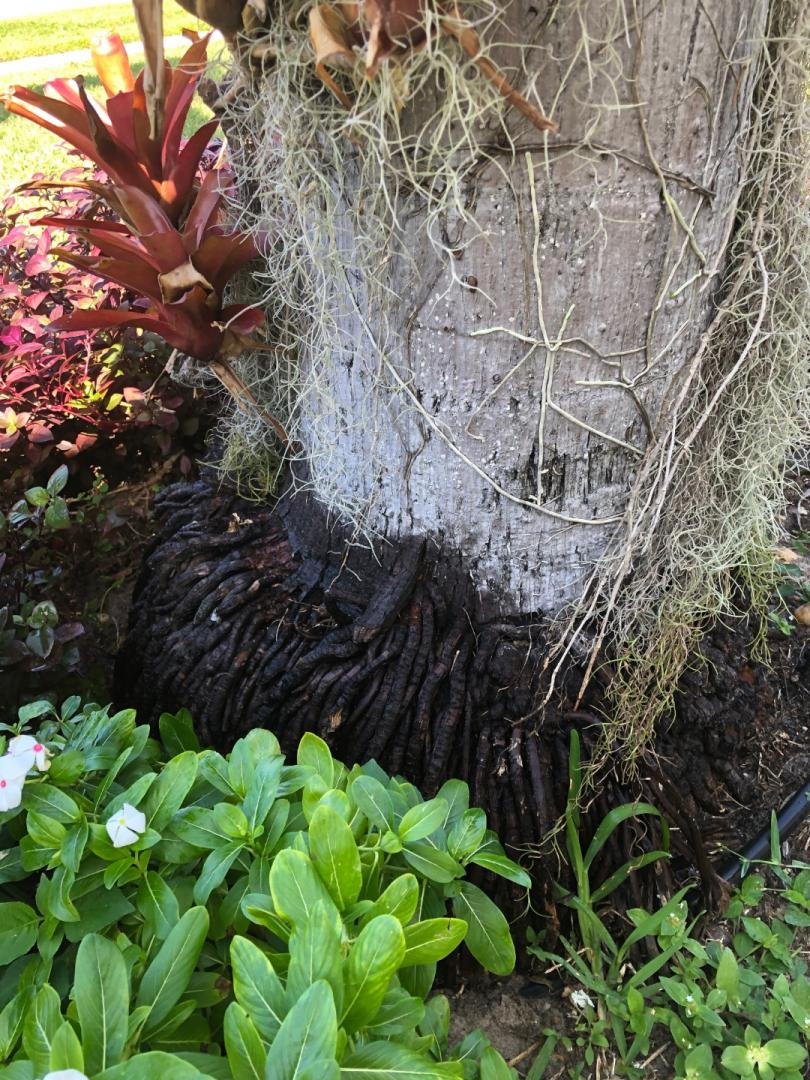 Foxtail with fungal issue. Ganoderma or bad hygiene related rot ...