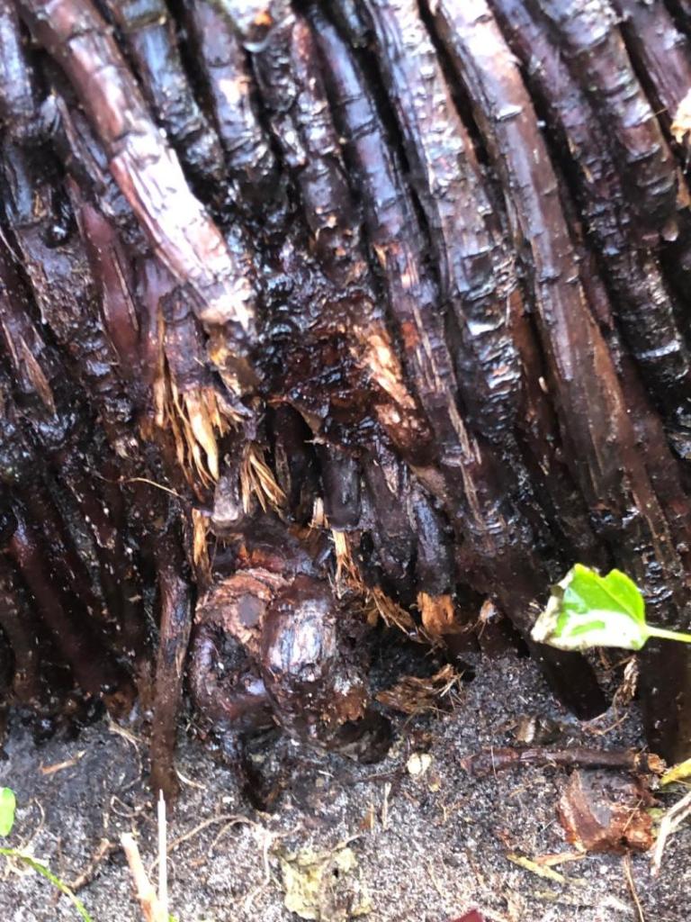 Foxtail with fungal issue. Ganoderma or bad hygiene related rot ...