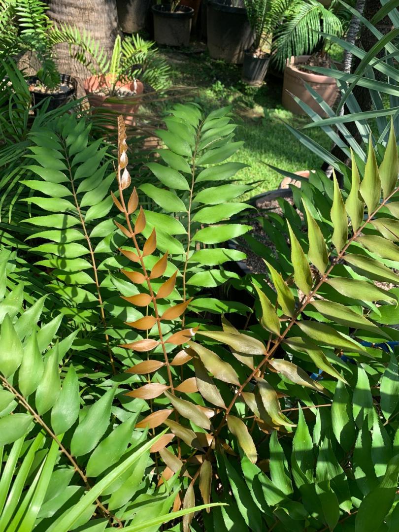 Zamia vazquezii, let’s see yours - TROPICAL LOOKING PLANTS - Other Than Palms - PalmTalk