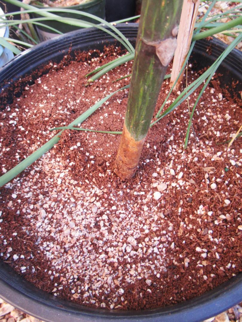 Growing in pure sand - DISCUSSING PALM TREES WORLDWIDE - PalmTalk