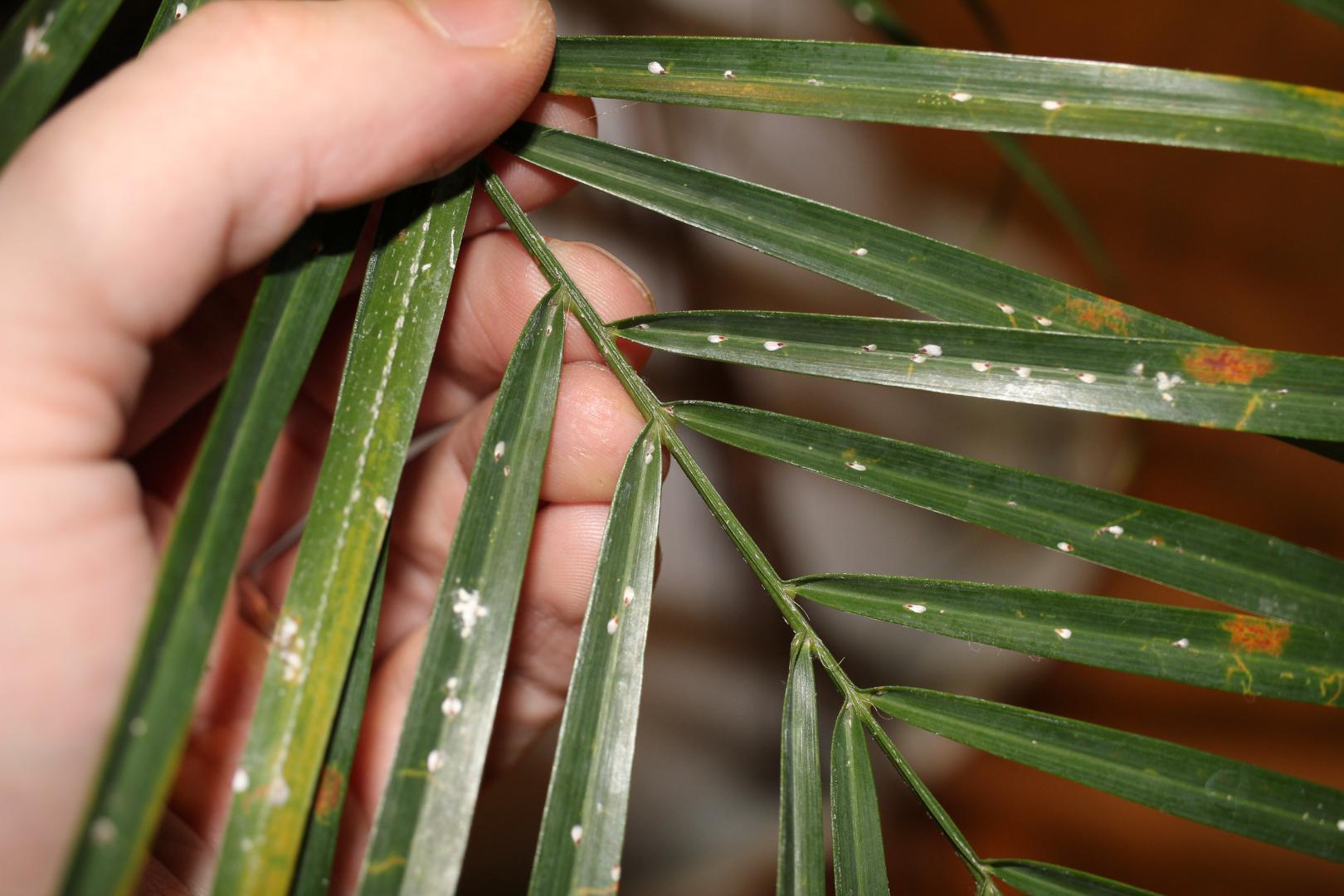What are these parasites? - DISCUSSING PALM TREES WORLDWIDE - PalmTalk