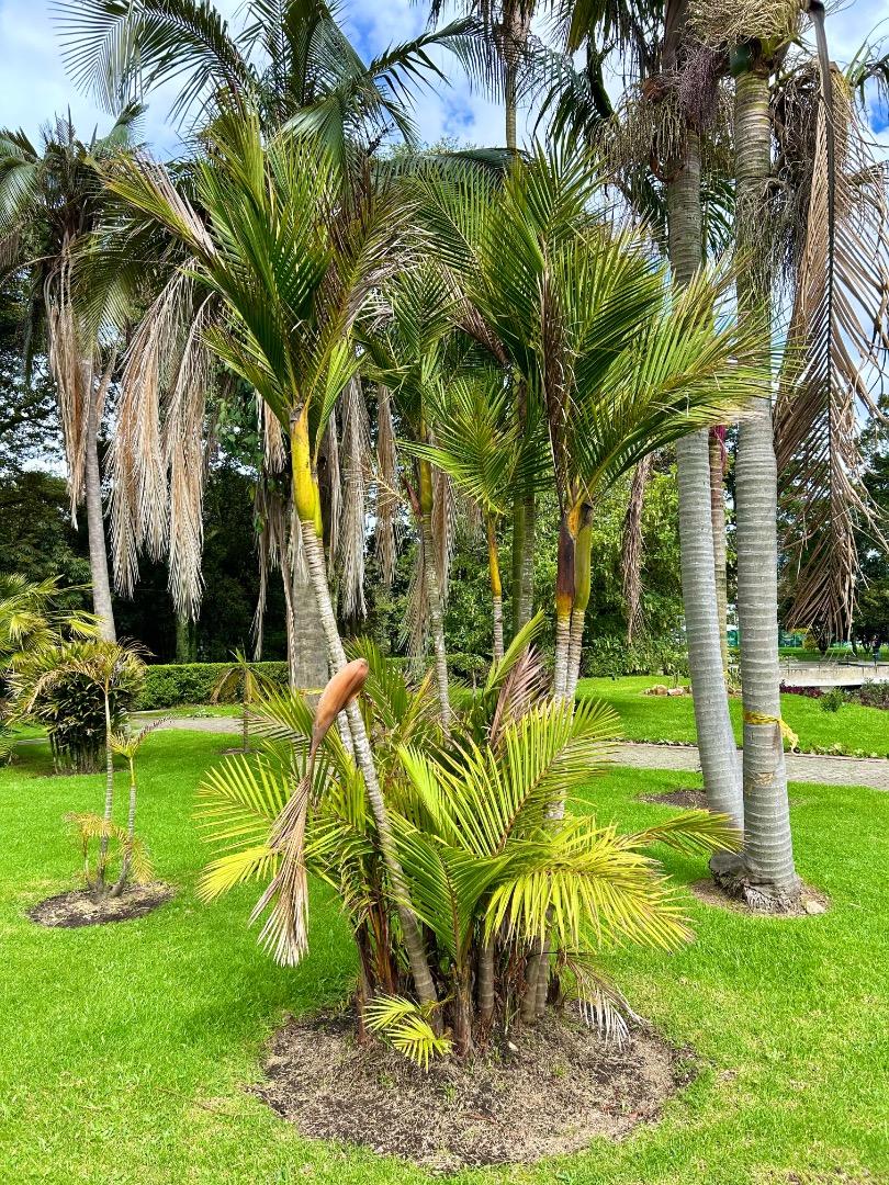 Photos from Bogota Botanical Gardens - 8,600 feet up in Colombia - with ...