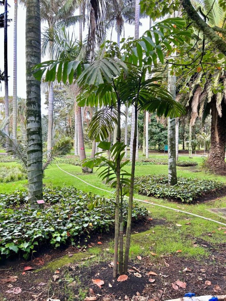 Photos from Bogota Botanical Gardens - 8,600 feet up in Colombia - with ...