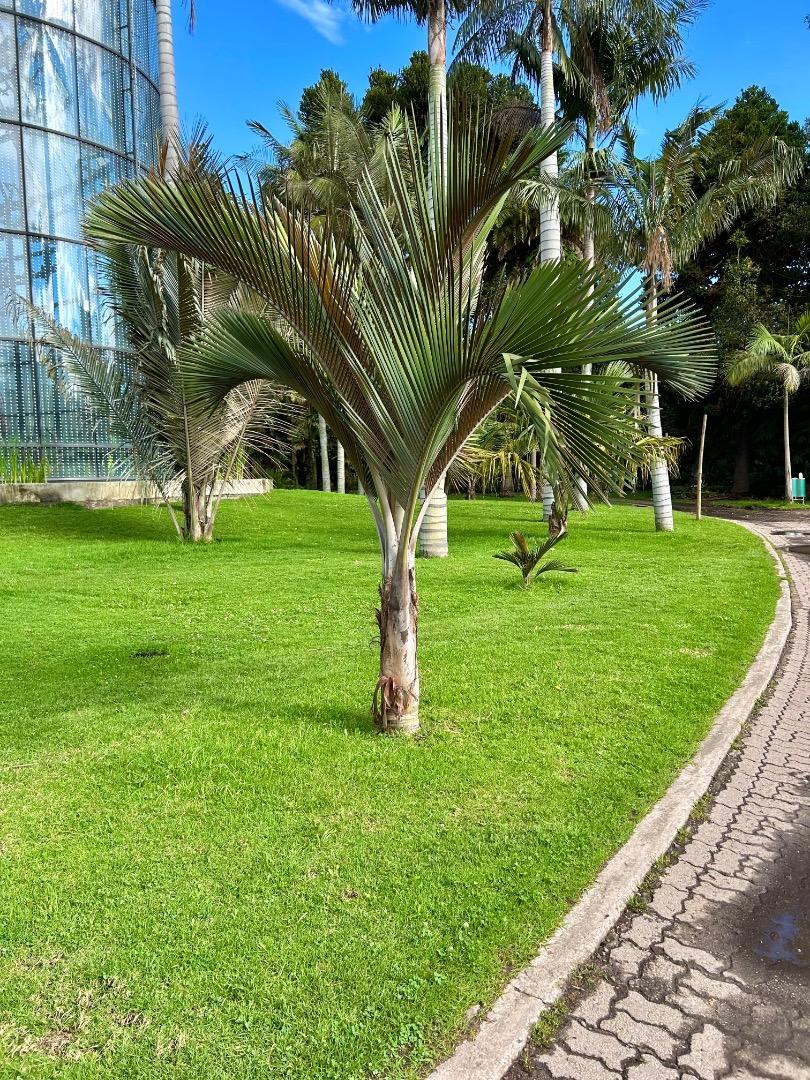 Photos from Bogota Botanical Gardens - 8,600 feet up in Colombia - with ...