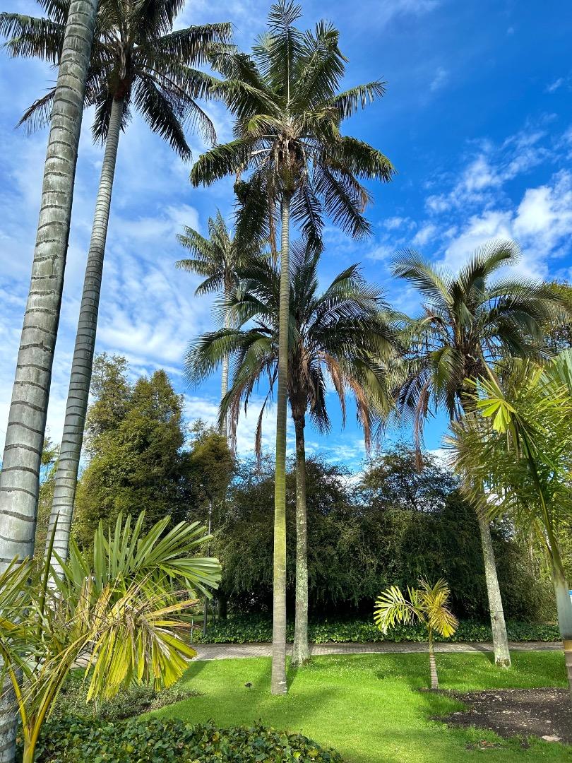 Photos from Bogota Botanical Gardens - 8,600 feet up in Colombia - with ...