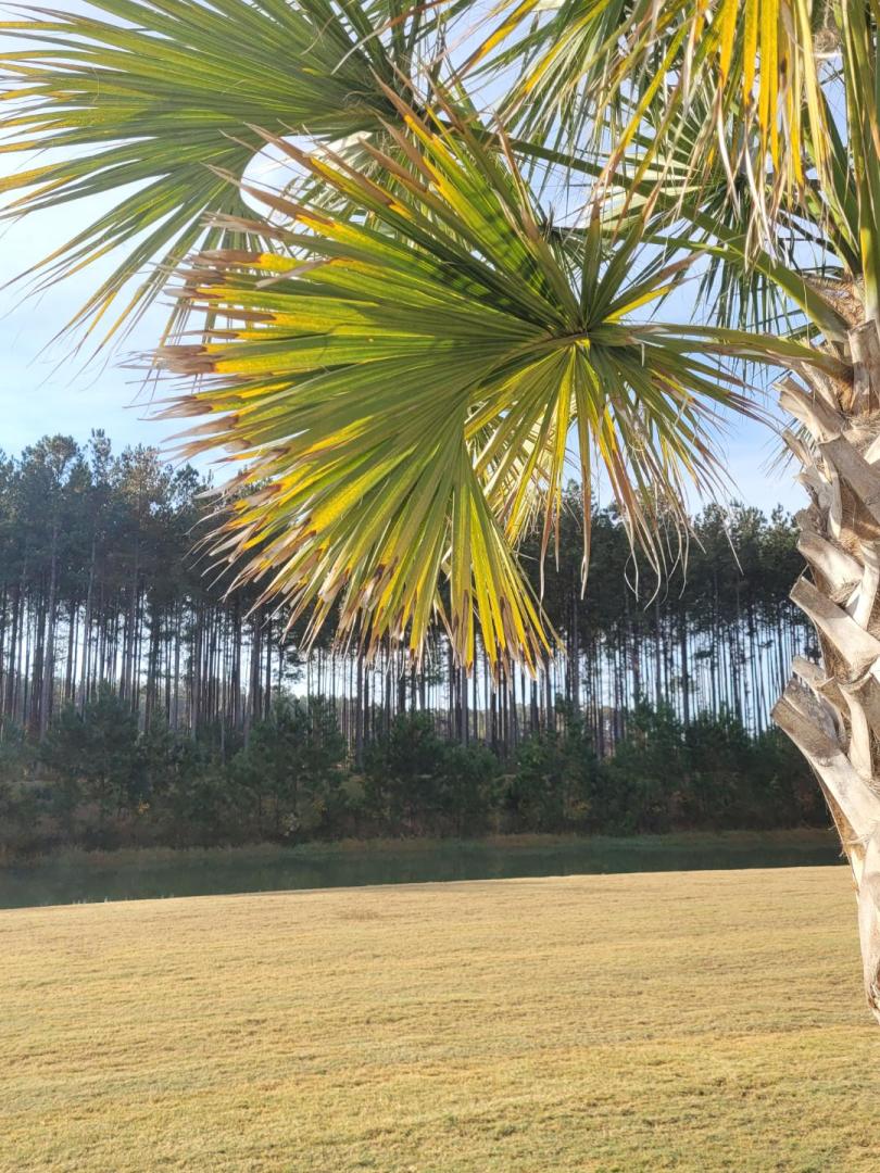 Late Fall feeding of Palms - DISCUSSING PALM TREES WORLDWIDE - PalmTalk