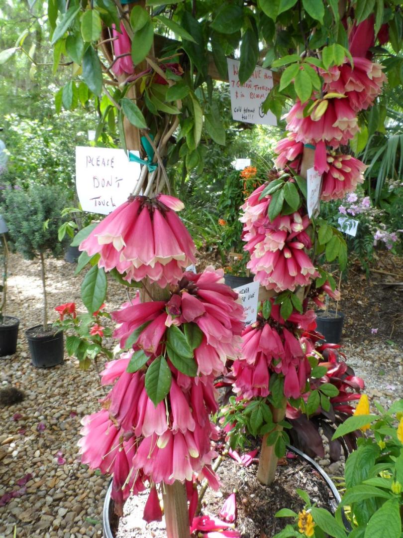 Lovely Australian liana vine tecomantha hilli - TROPICAL LOOKING PLANTS ...