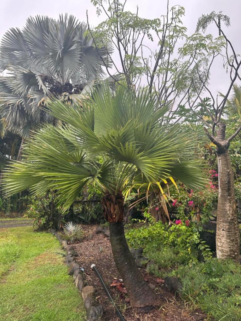 Photos of Brahea edulis on Guadalupe Island - DISCUSSING PALM TREES ...