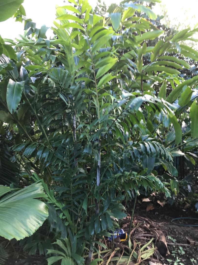 Lauterbachii or Schefferi - DISCUSSING PALM TREES WORLDWIDE - PalmTalk