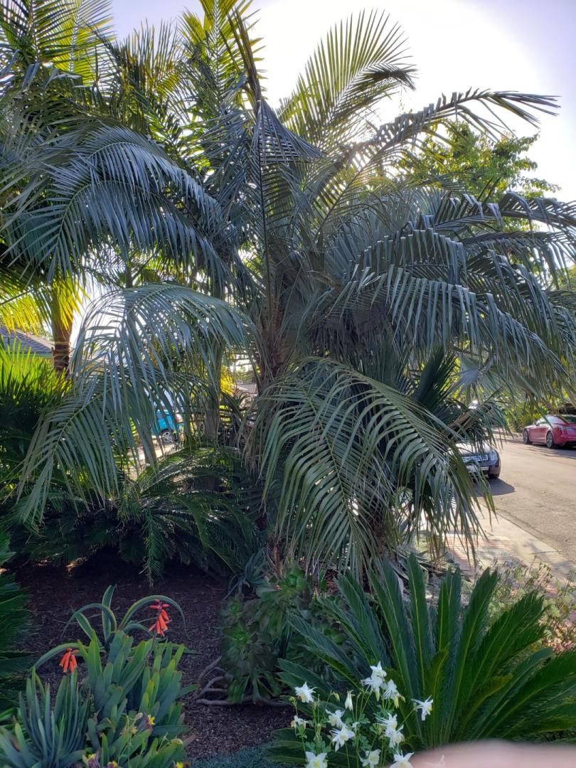 Parajubea coccoides - DISCUSSING PALM TREES WORLDWIDE - PalmTalk