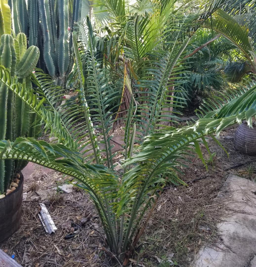Do cycads slowly decline loosing their foliage year after year in ...