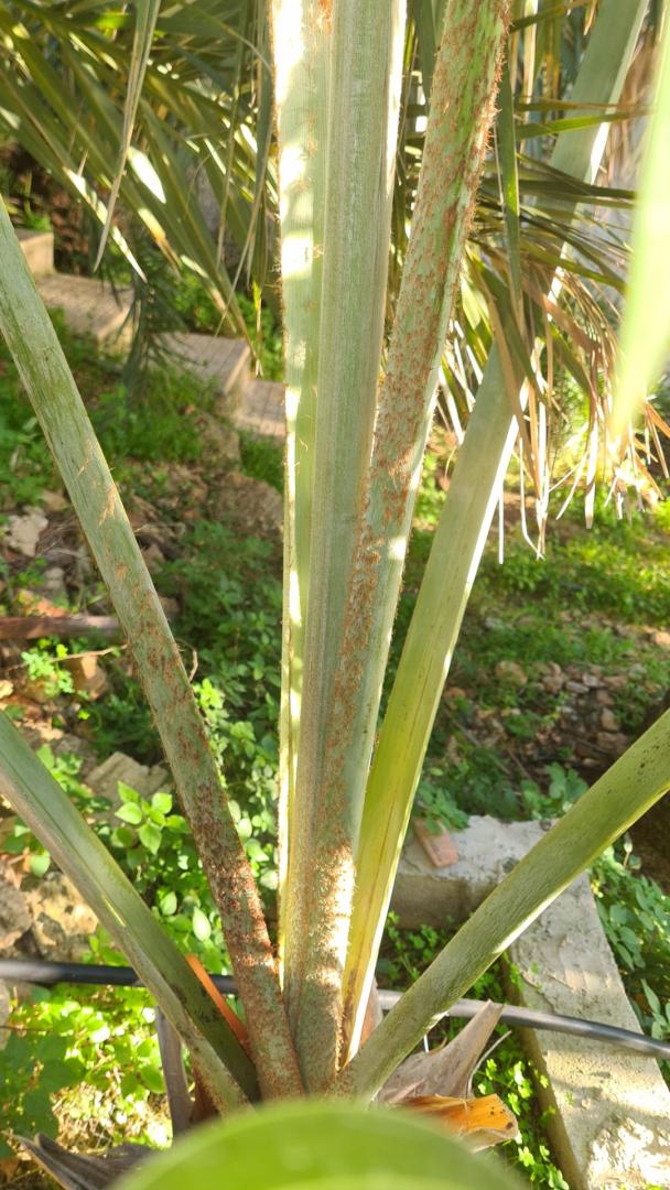 Tomentum in Bismarckia, variation or adaptation? - DISCUSSING PALM ...