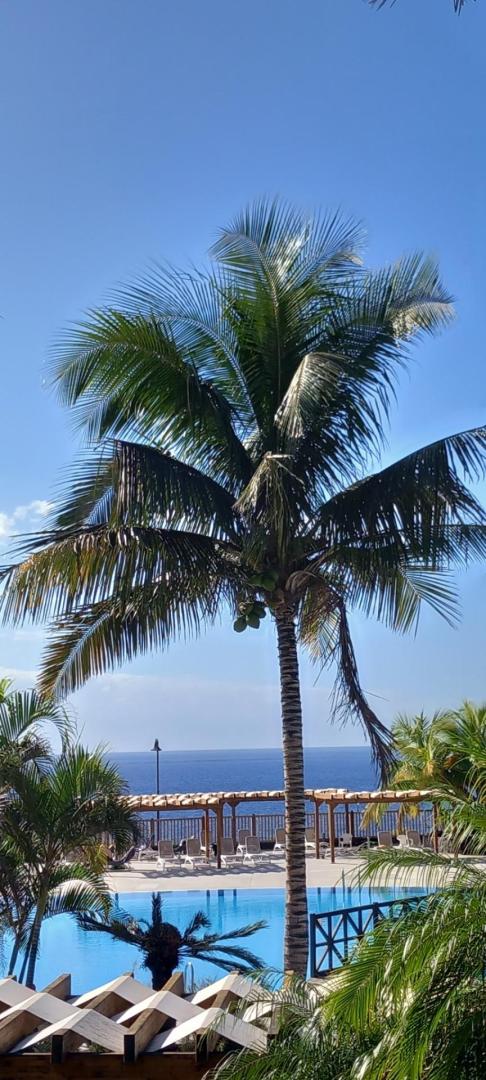 Gold coast palm potential - DISCUSSING PALM TREES WORLDWIDE - PalmTalk