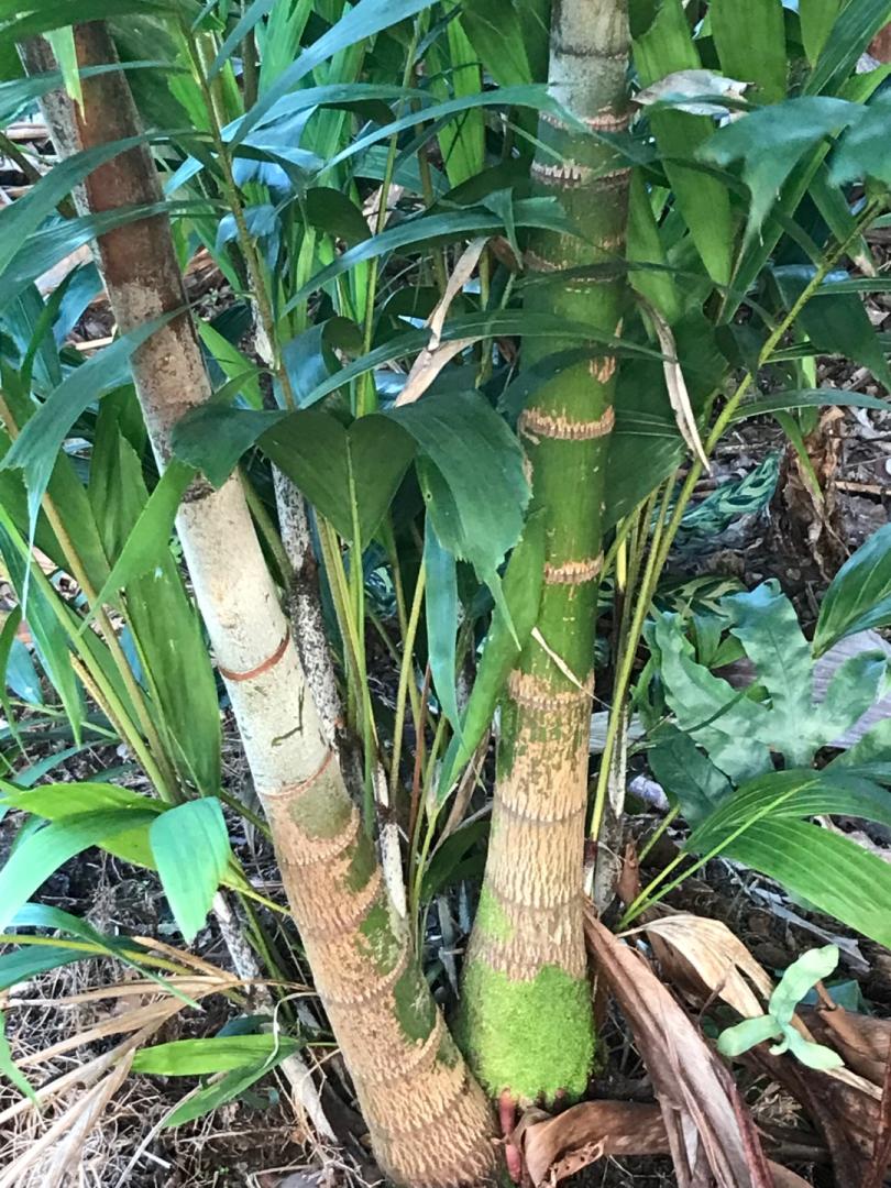 Lauterbachii or Schefferi - DISCUSSING PALM TREES WORLDWIDE - PalmTalk