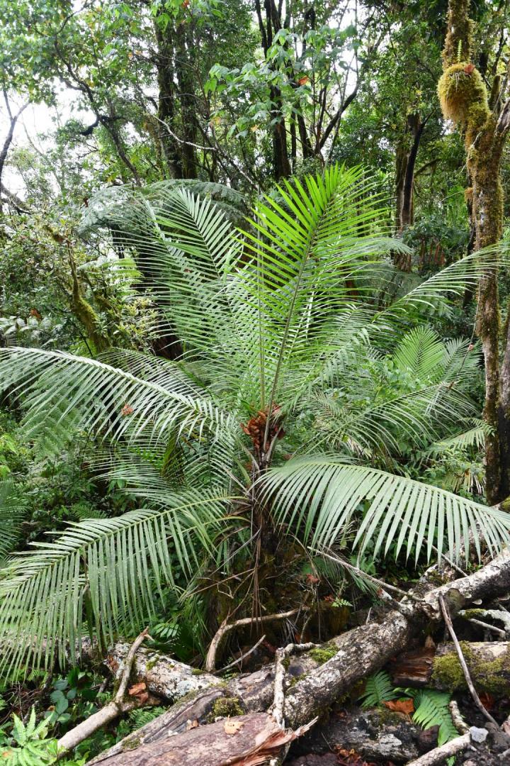 More palms from the wilds of the Comoro Island forests - DISCUSSING ...