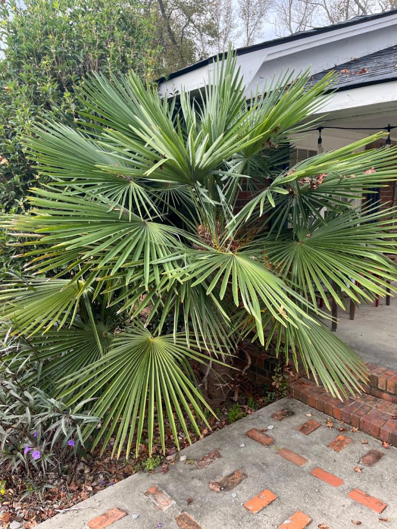 Looking for hardy hybrid trachycarpus crossed with trachycarpus nanus ...