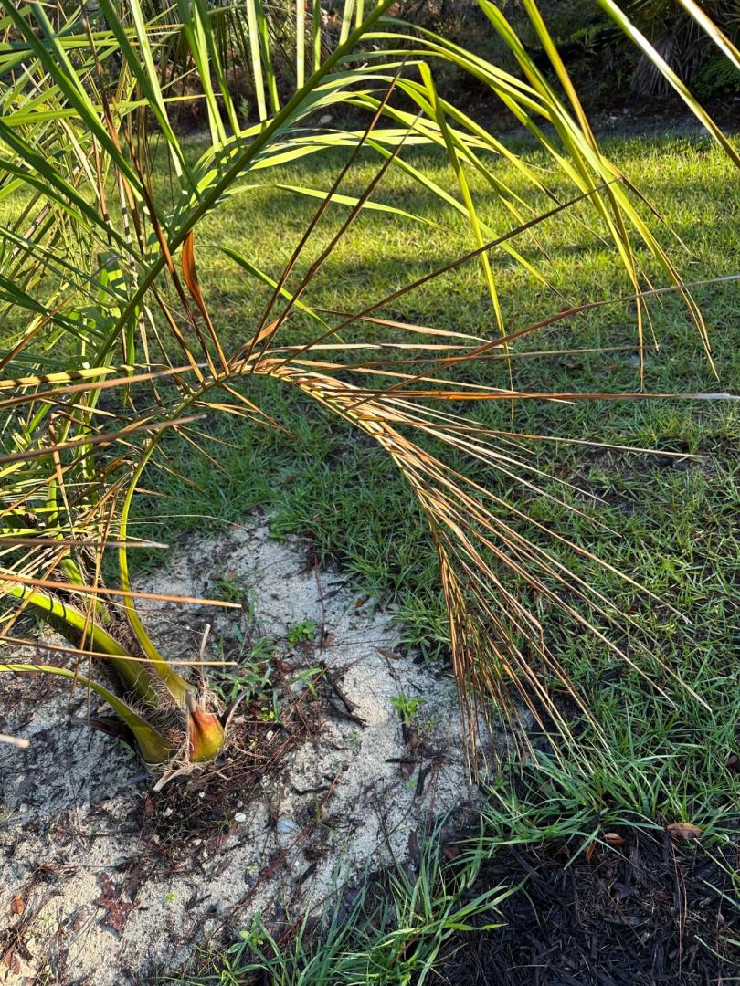 Mule palm damage - COLD HARDY PALMS - PalmTalk