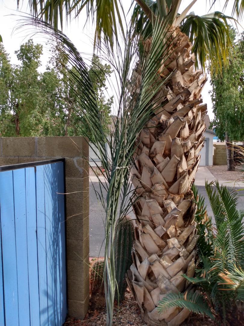 Palms with no trunks - DISCUSSING PALM TREES WORLDWIDE - PalmTalk