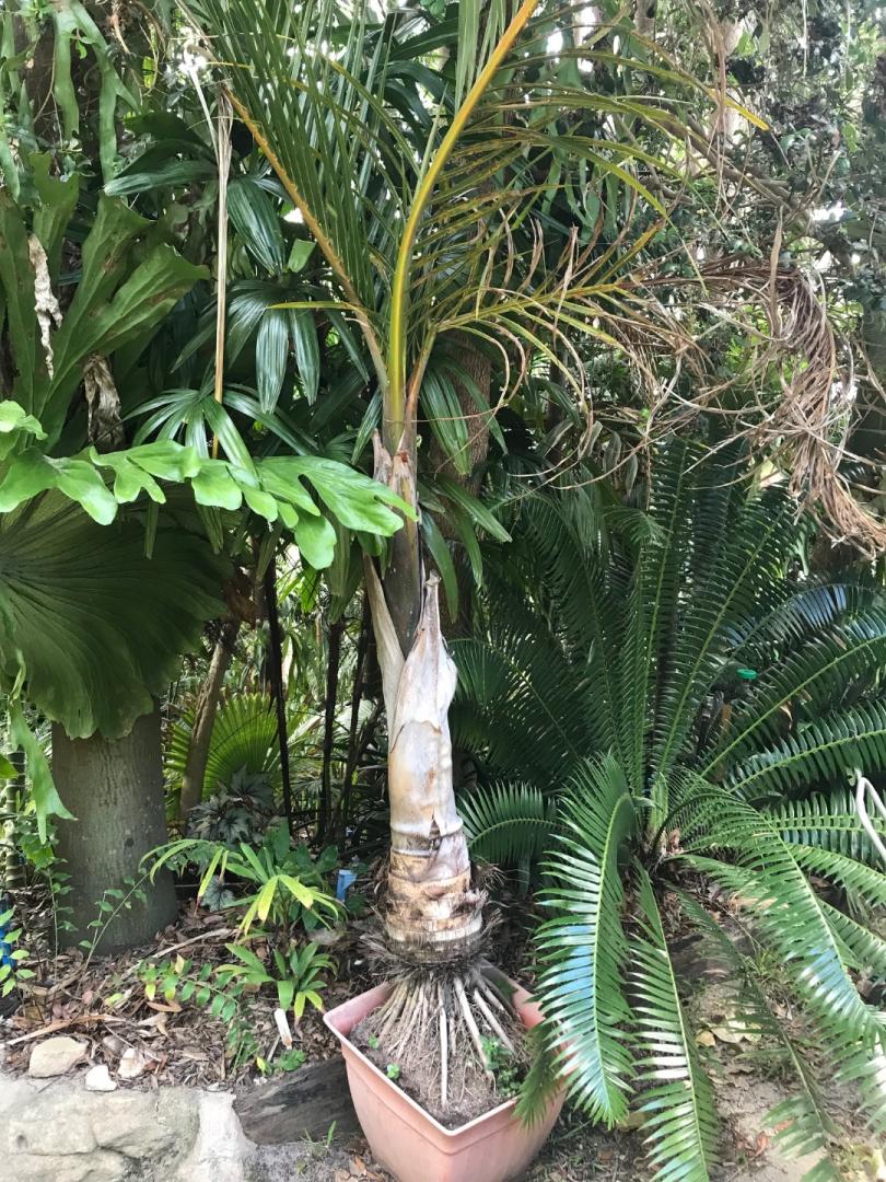 Hybrid Spindle x bottle palm rescue - DISCUSSING PALM TREES WORLDWIDE ...