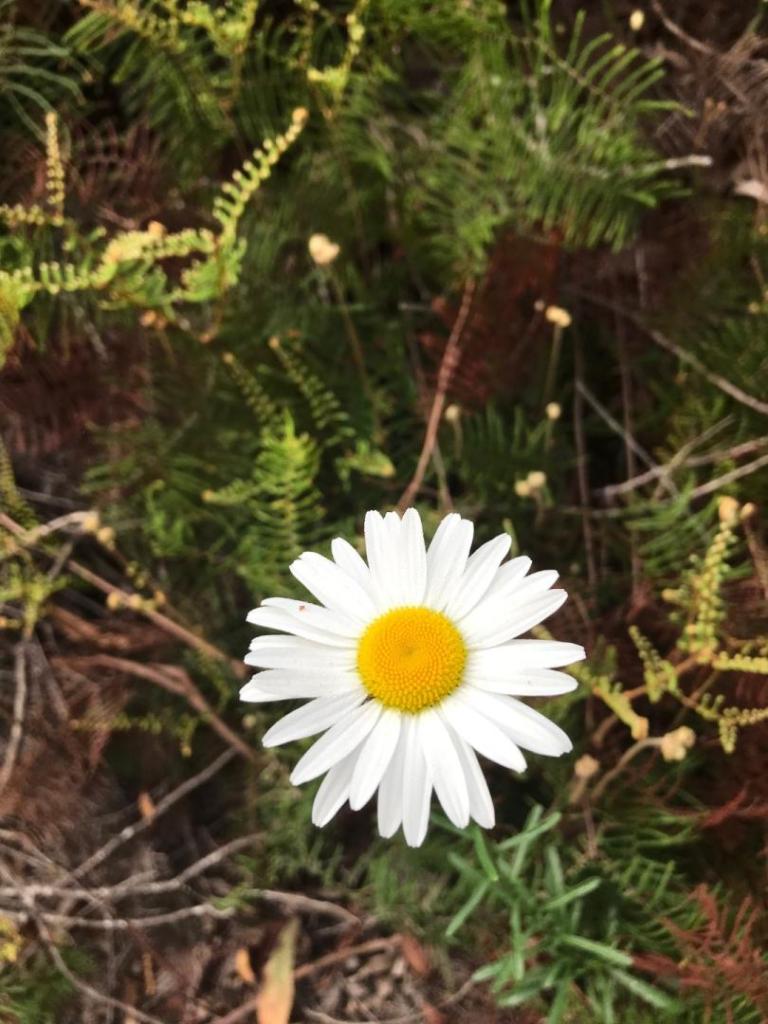 The Granite belt of the Gibraltar range - TROPICAL LOOKING PLANTS ...