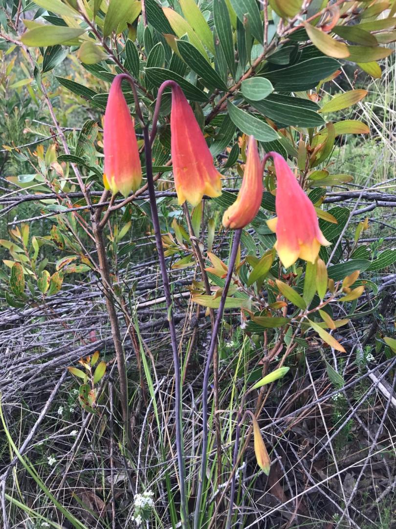 The Granite belt of the Gibraltar range - TROPICAL LOOKING PLANTS ...
