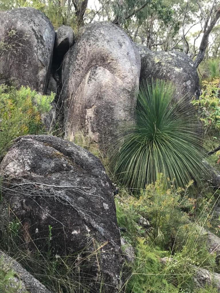 The Granite belt of the Gibraltar range - TROPICAL LOOKING PLANTS ...
