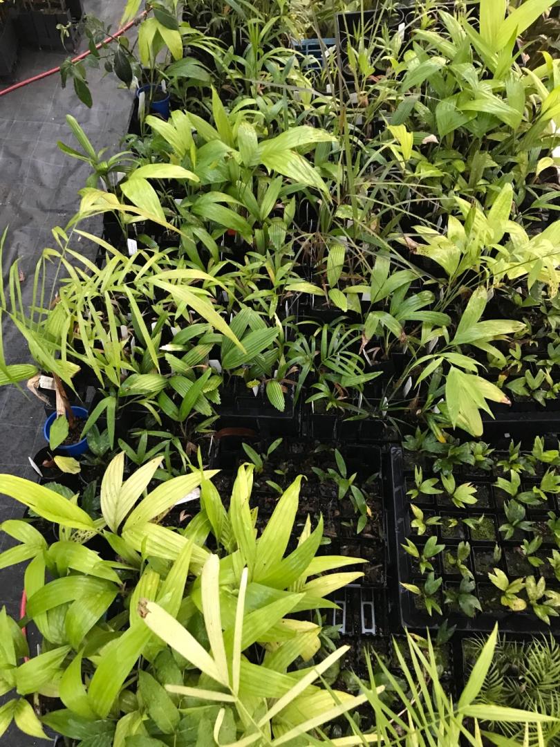 Summer heat growth in palm seedlings - DISCUSSING PALM TREES WORLDWIDE ...