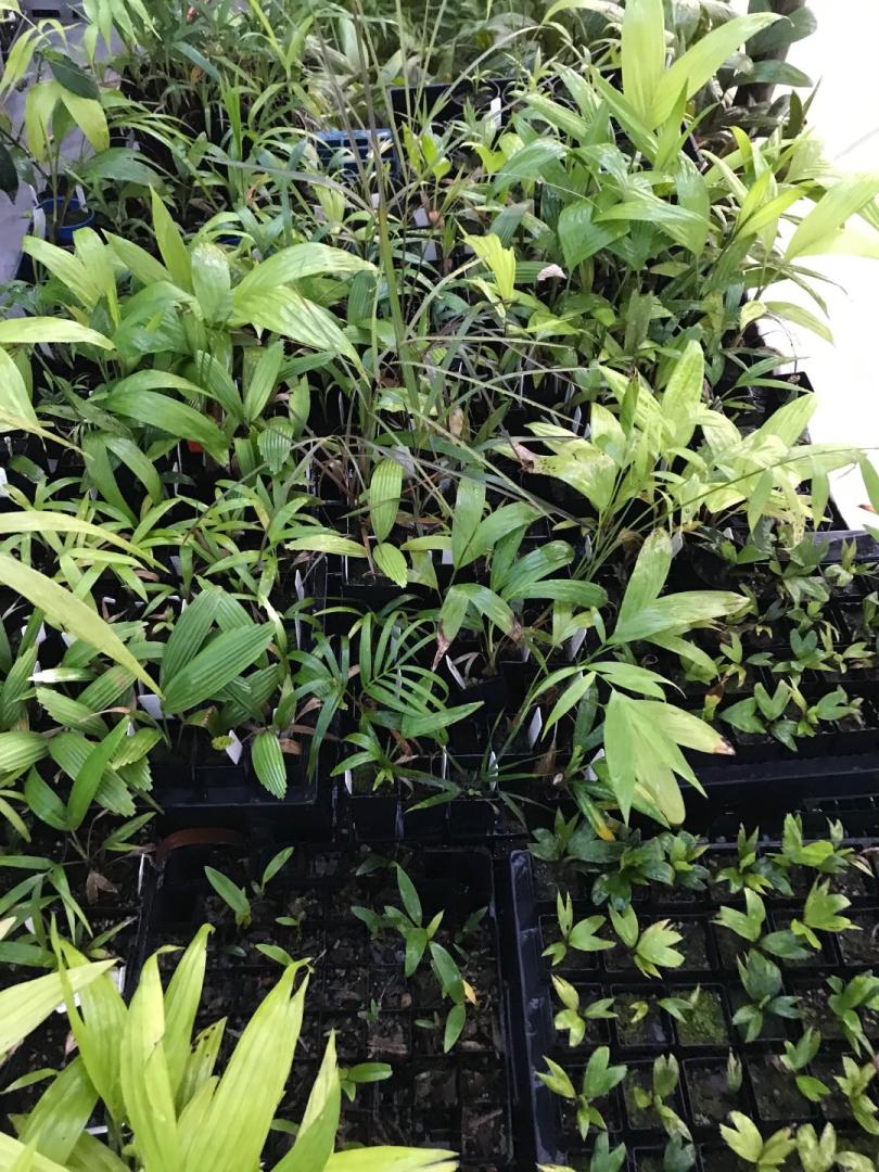 Summer heat growth in palm seedlings - DISCUSSING PALM TREES WORLDWIDE ...