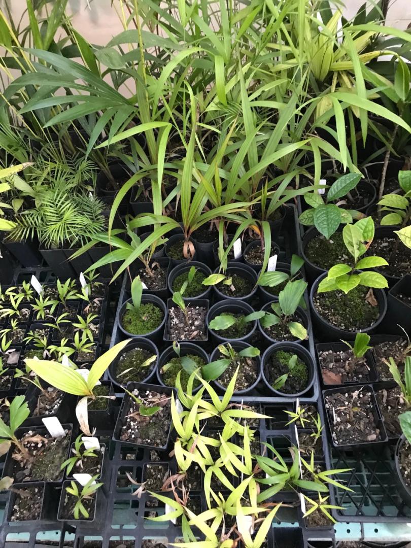 Summer heat growth in palm seedlings - DISCUSSING PALM TREES WORLDWIDE ...