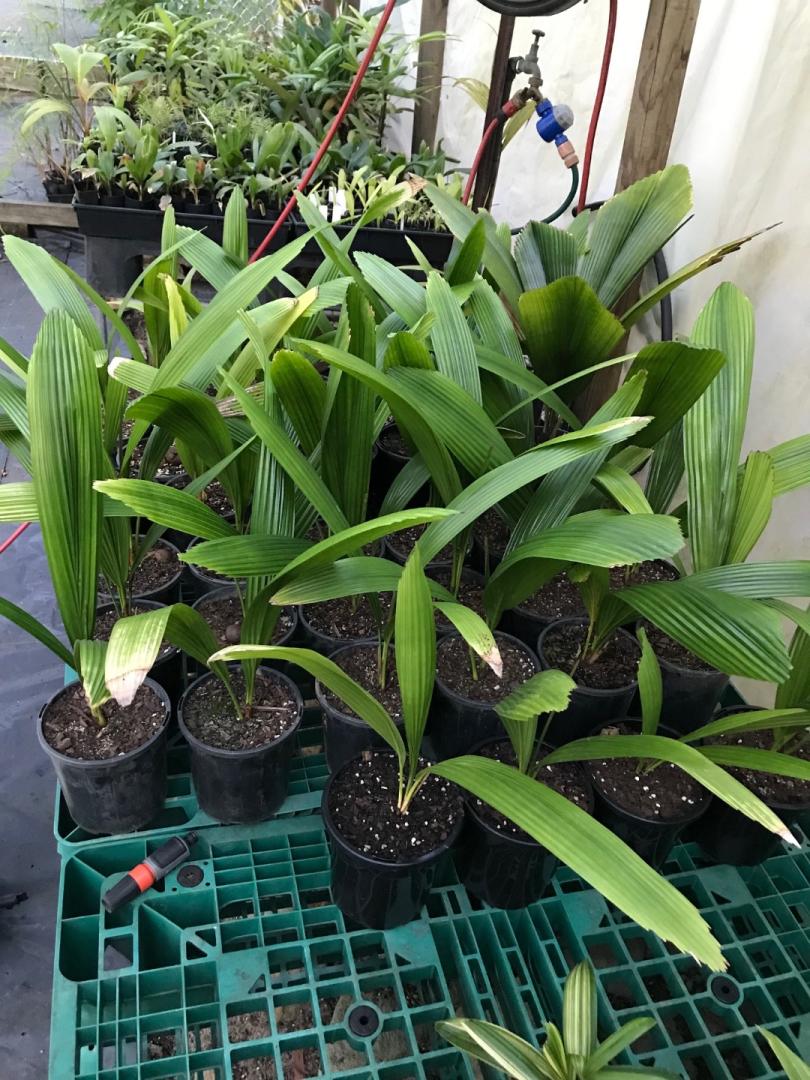 Summer heat growth in palm seedlings - DISCUSSING PALM TREES WORLDWIDE ...