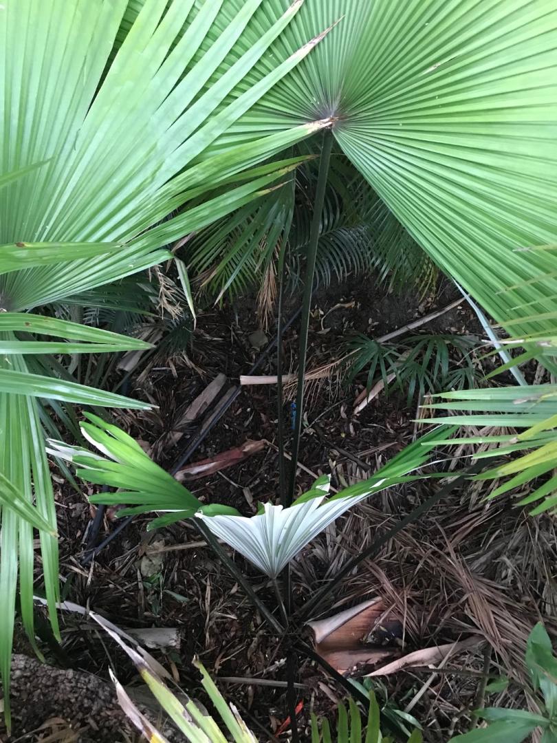 A few garden photos - DISCUSSING PALM TREES WORLDWIDE - PalmTalk