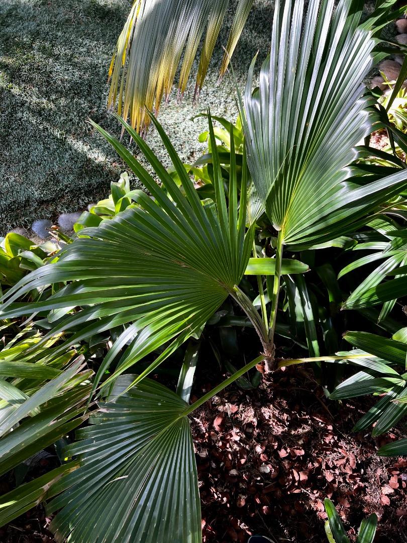 Any positives to plant seedlings in the ground? - DISCUSSING PALM TREES ...