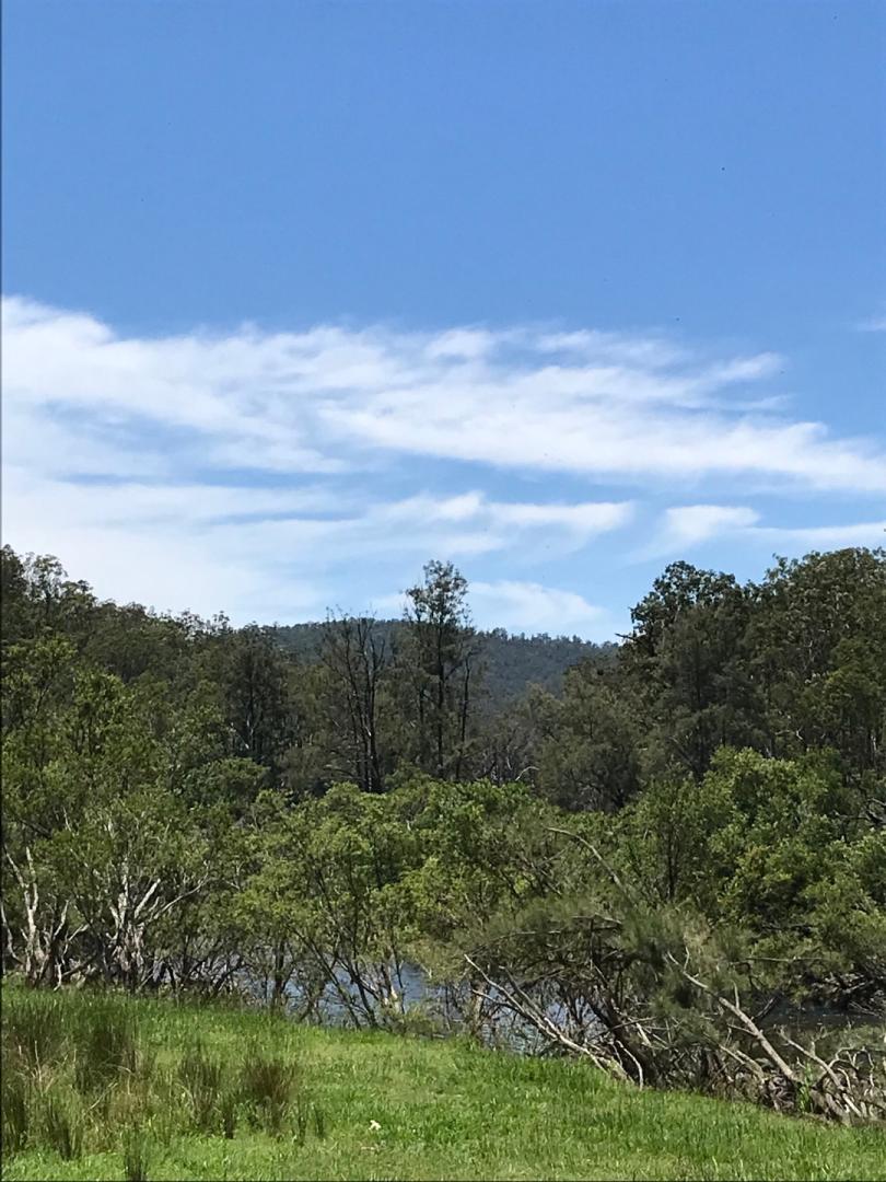 Guy fawkes national park Boyd river Australia - TROPICAL LOOKING PLANTS ...