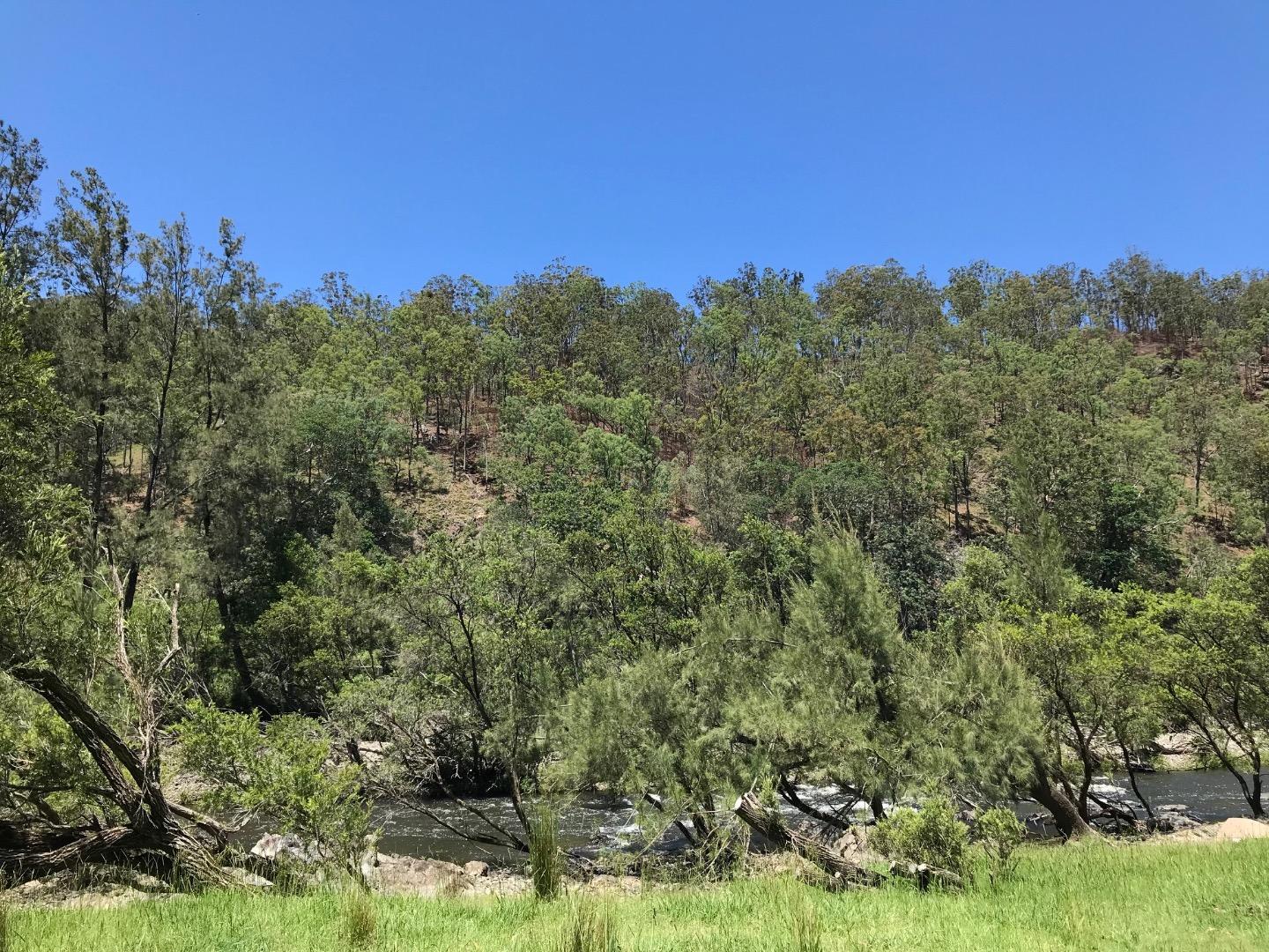 Guy fawkes national park Boyd river Australia - TROPICAL LOOKING PLANTS ...