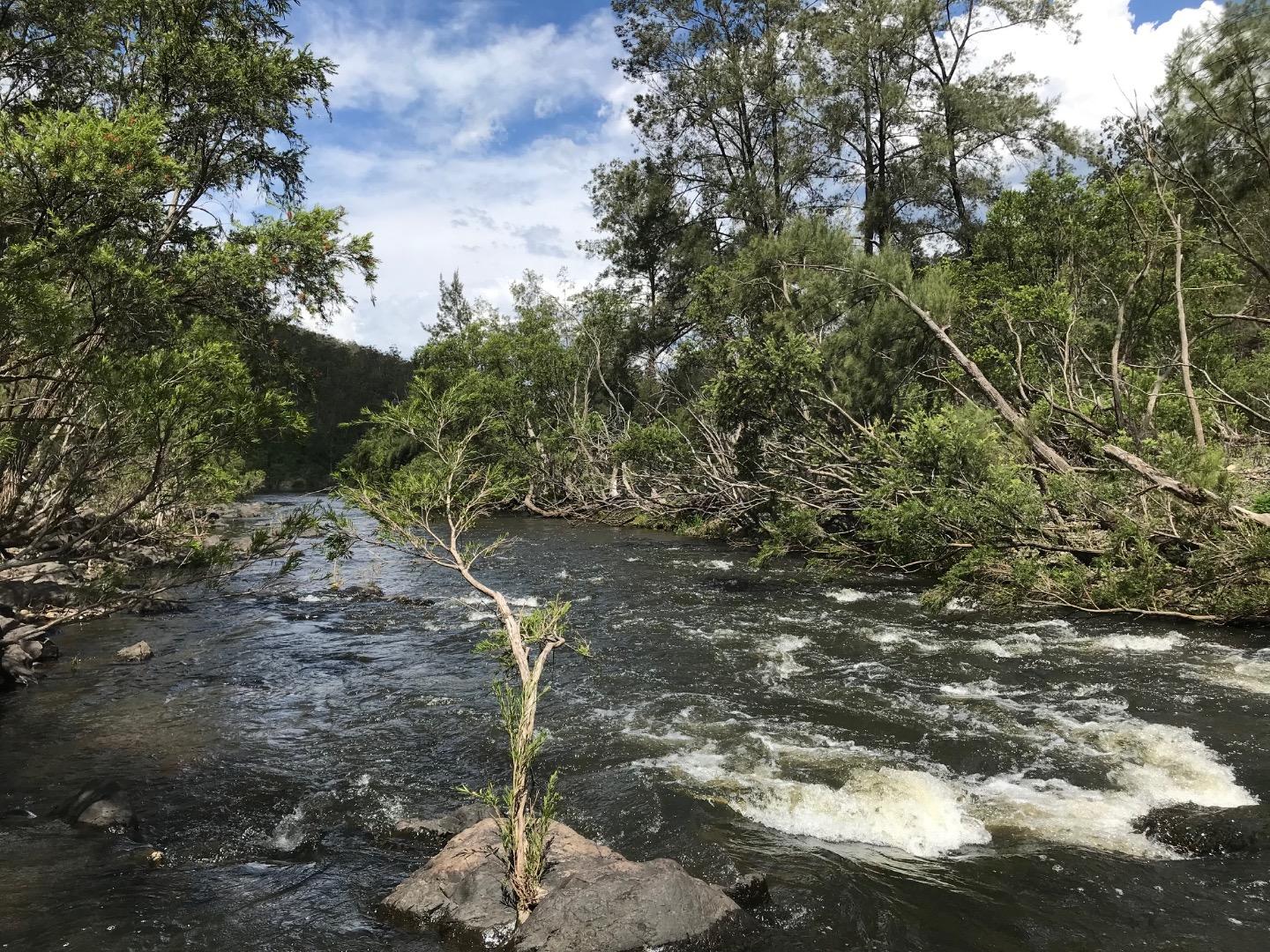 Guy fawkes national park Boyd river Australia - TROPICAL LOOKING PLANTS ...