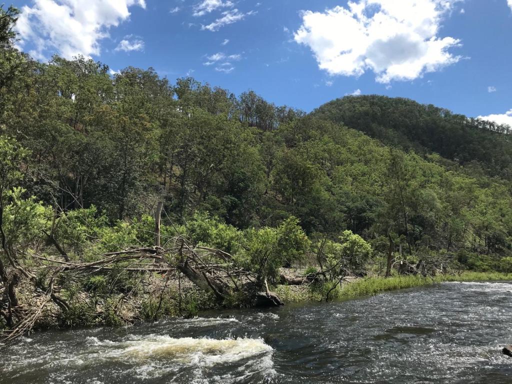 Guy fawkes national park Boyd river Australia - TROPICAL LOOKING PLANTS ...