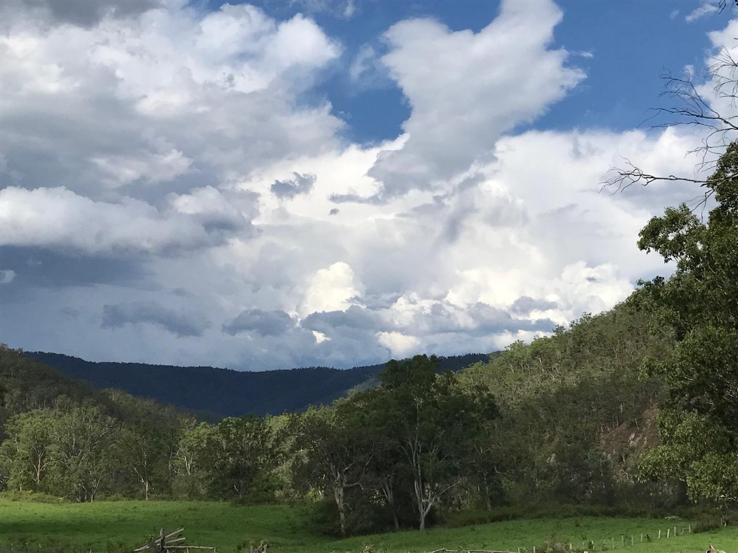Guy fawkes national park Boyd river Australia - TROPICAL LOOKING PLANTS ...